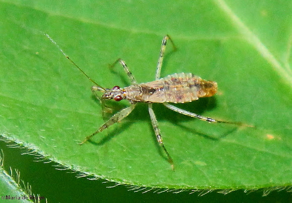 Damsel bug | Project Noah