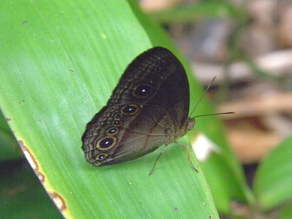 bush brown butterfly | Project Noah