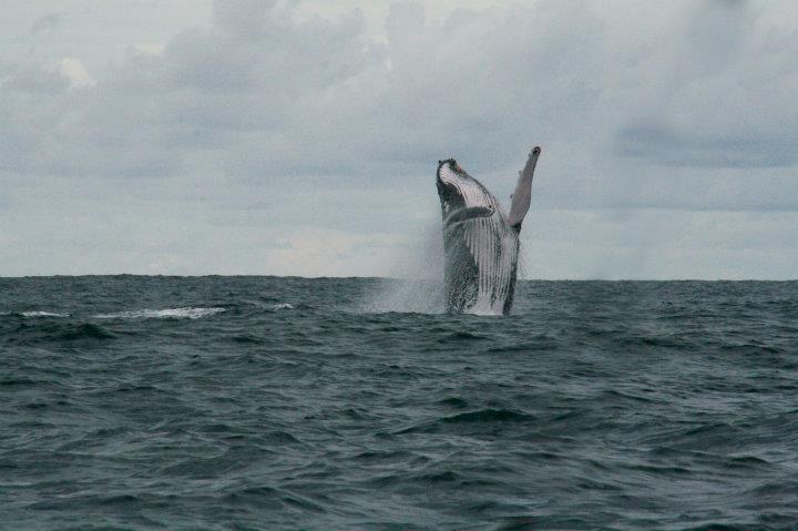 Ballena Jorobada o Yubarta | Project Noah