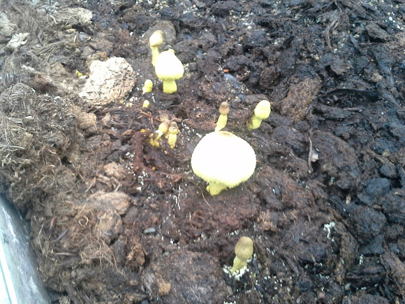 Plantpot Dapperling | Project Noah