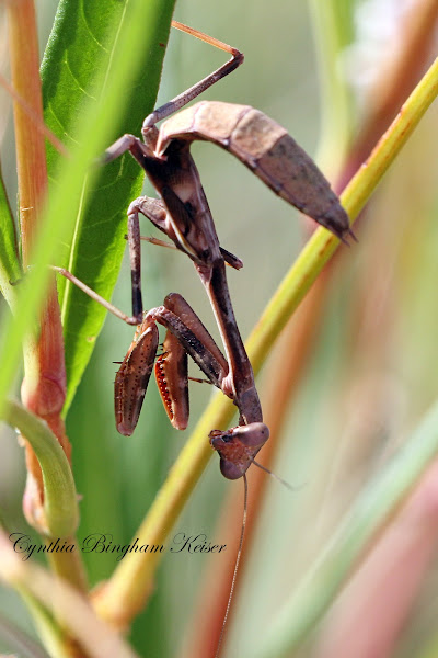 Mantid nymph | Project Noah
