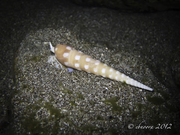 Eyed Auger Snail, Spotted Auger, White-spotted Auger | Project Noah