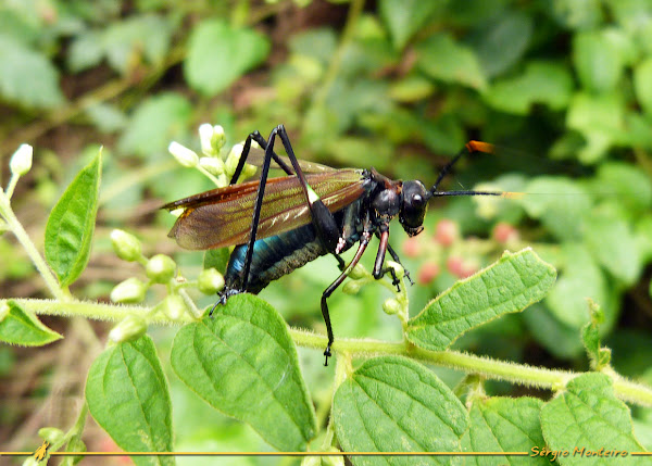 Katidid | Project Noah