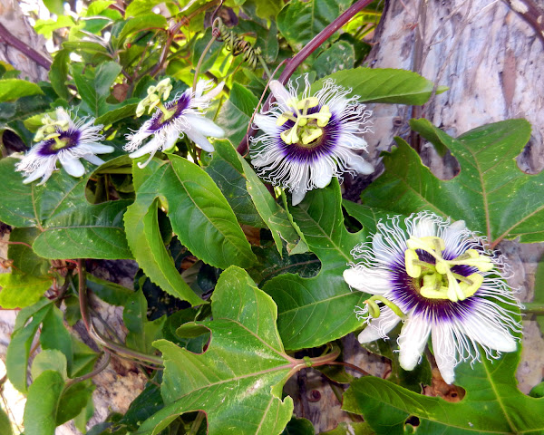 Passion Flower (Lilikoi) | Project Noah