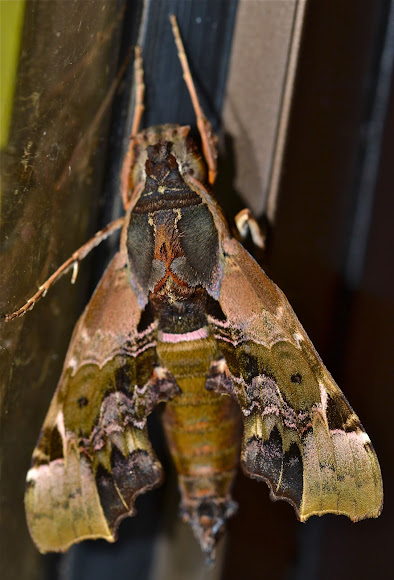 Sphinx Moth | Project Noah