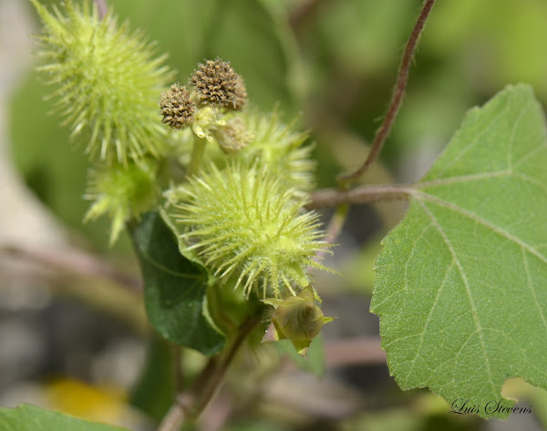 Cadillo, Cocklebur | Project Noah