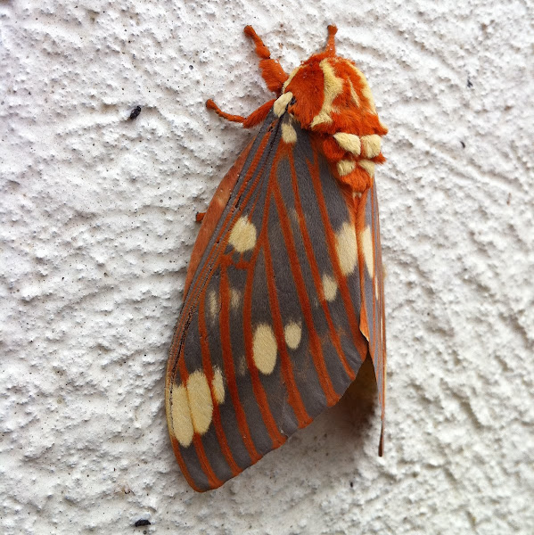 Royal walnut moth | Project Noah