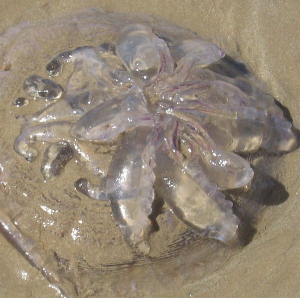 jellyfish | Project Noah