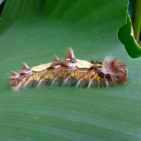Common Blue Morpho (Caterpillar) | Project Noah