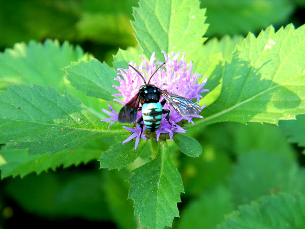 neon cuckoo bee | Project Noah
