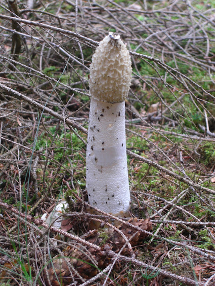 Common stinkhorn | Project Noah