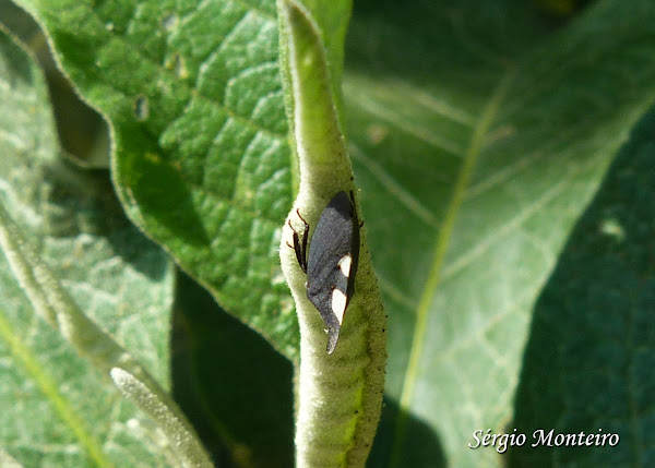 Two-Marked Treehopper | Project Noah