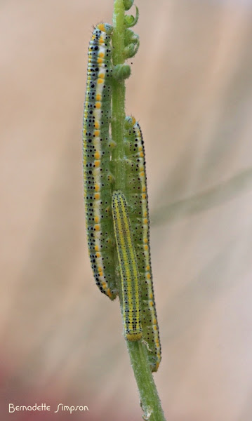 Bath White Larvae | Project Noah