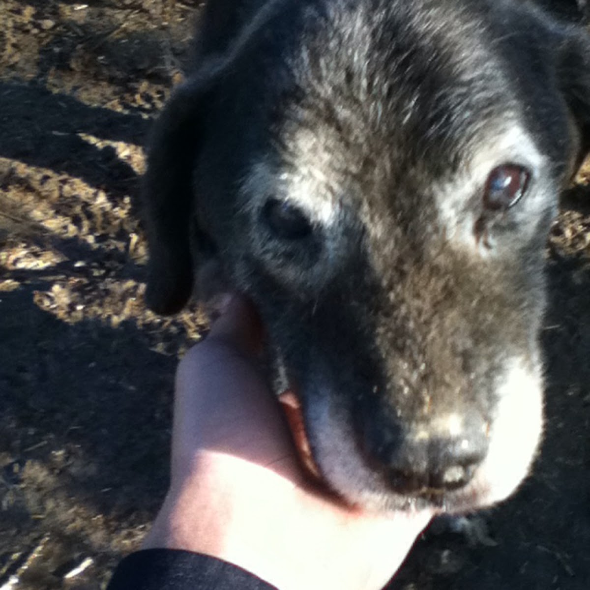 Black lab | Project Noah