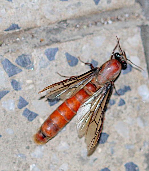 sausage flies (driver ants, army ant, safari ants) | Project Noah