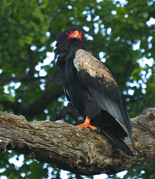 Bateleur Eagle | Project Noah