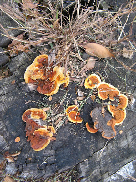 Orange-brown Gilled Polypore mushroom | Project Noah