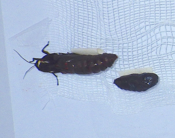 Saga of the Flag Moth - Part 9 | Project Noah