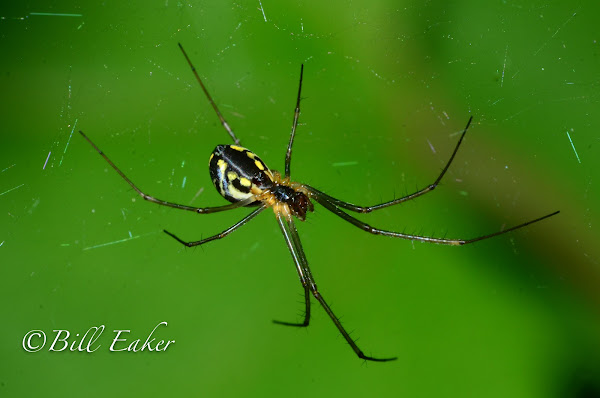 Filmy Dome Spider | Project Noah