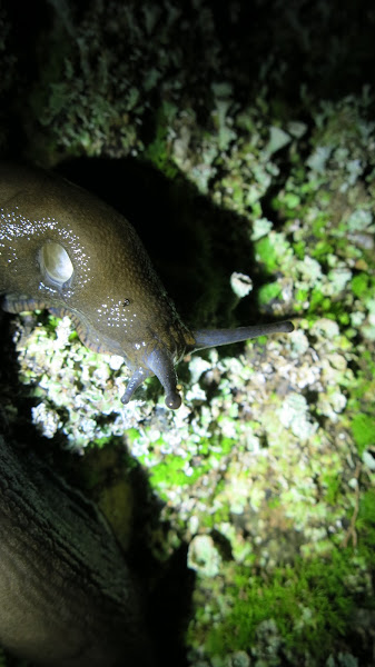 Portuguese slug | Project Noah