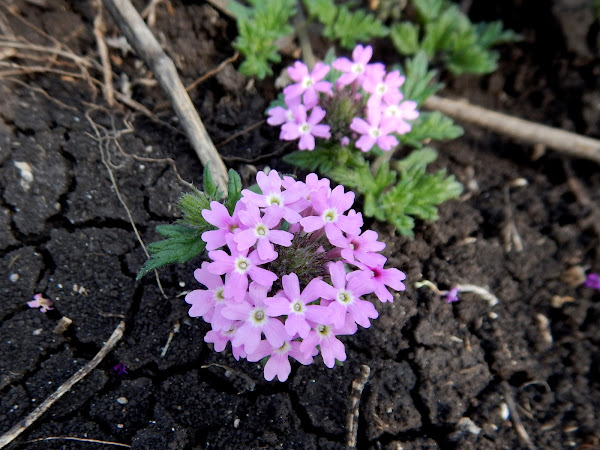 Gooding's verbena | Project Noah