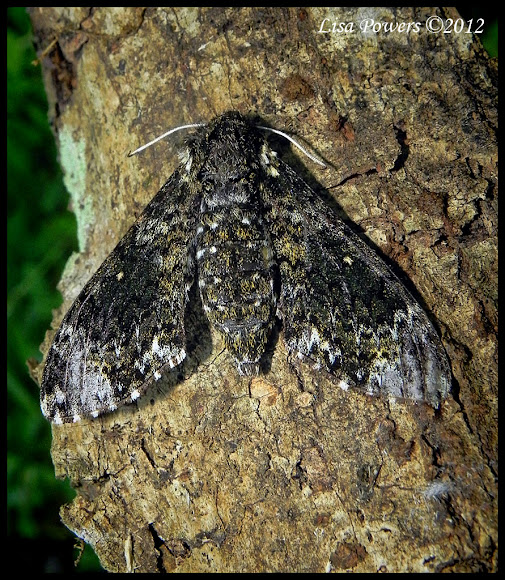 Pawpaw Sphinx Moth | Project Noah