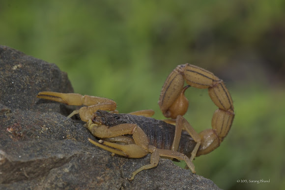Indian red scorpion | Project Noah