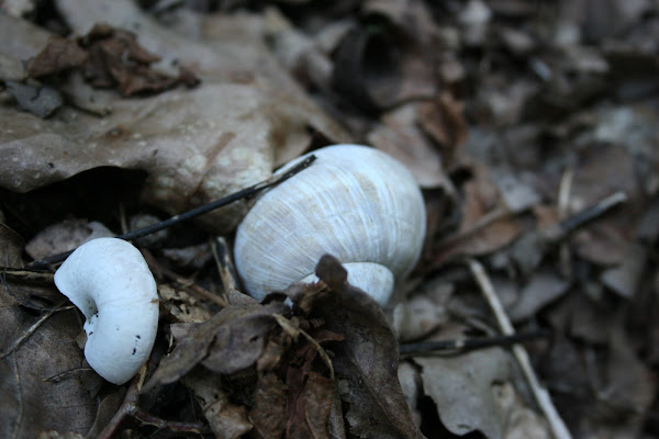 snail shell | Project Noah