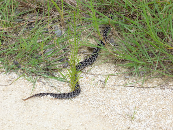 Pygmy rattle snake | Project Noah