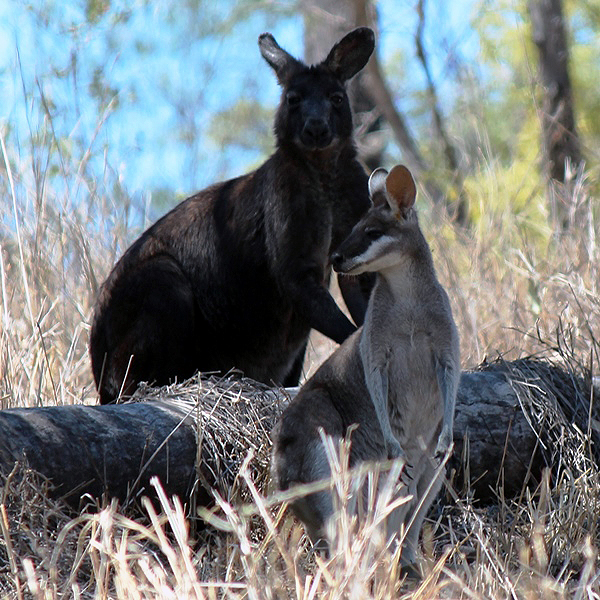 Wallaroo and Whiptail Wallaby | Project Noah