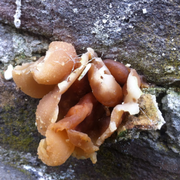 Bladder cup, common dung cup, vroege bekerzwam | Project Noah