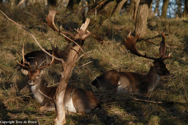 Fallow Deer | Project Noah