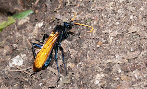 Tarantula Hawk | Project Noah