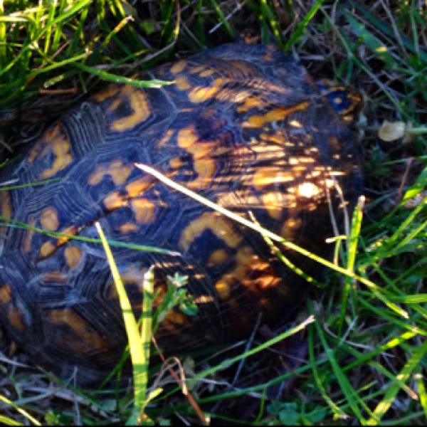 Eastern Box Turtle | Project Noah