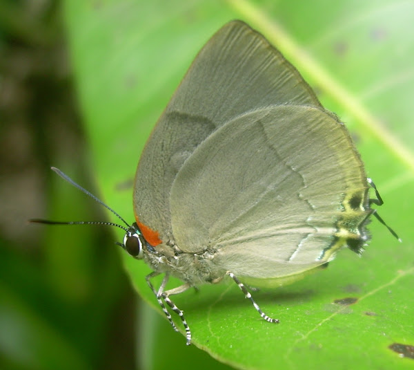 Bitias Hairstreak | Project Noah
