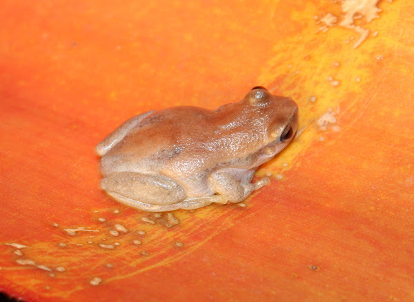 Desert Tree Frog or Little Red Tree Frog | Project Noah