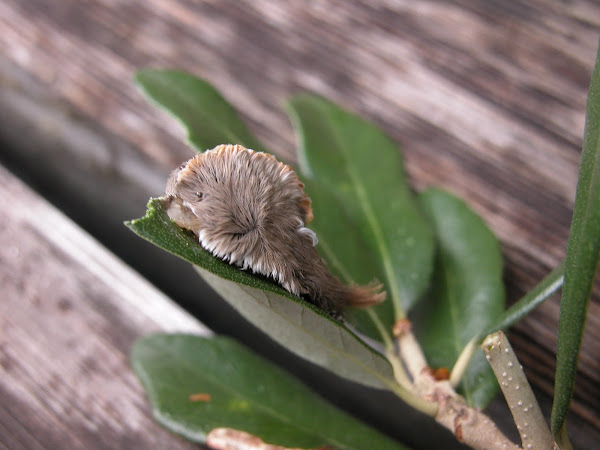 Flannel Moth larva | Project Noah