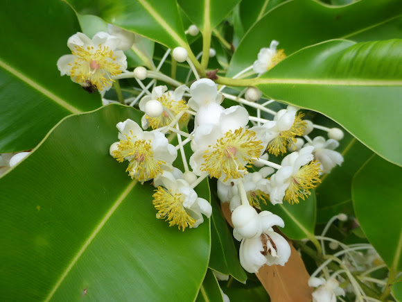 Alexandrian Laurel | Project Noah