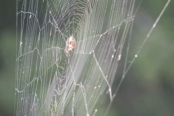 Furrow Orb Weaver Spider Web | Project Noah