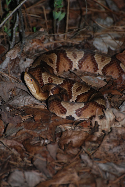 Copperhead | Project Noah