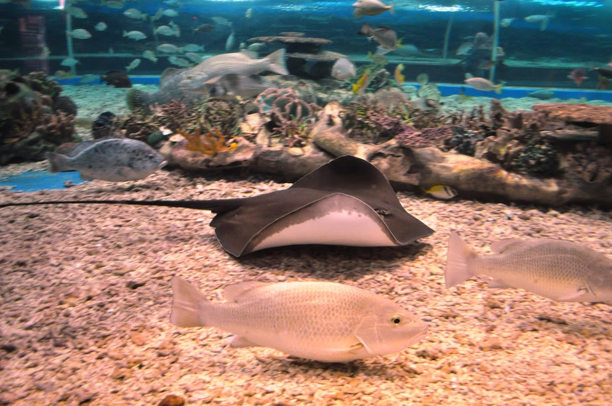 Manta Ray | Project Noah