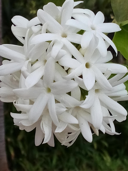 Star Jasmine | Project Noah