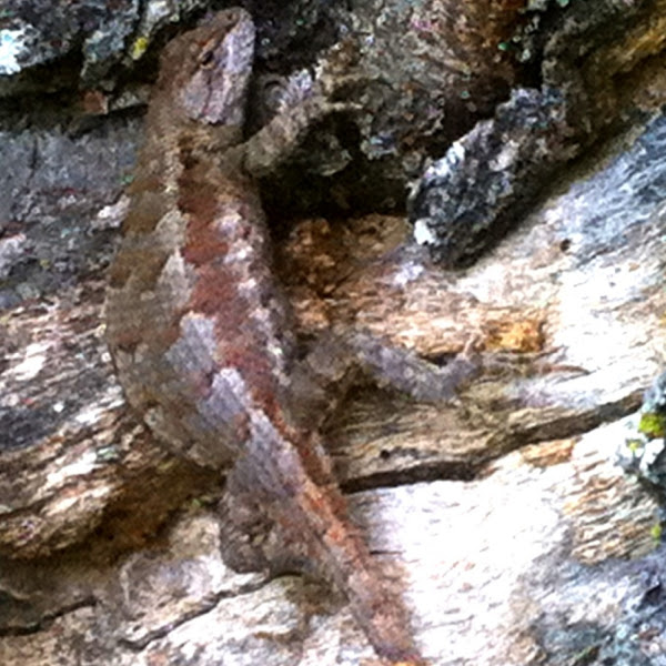 Northern Fence Lizard | Project Noah