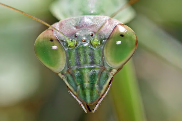 Praying Mantis | Project Noah