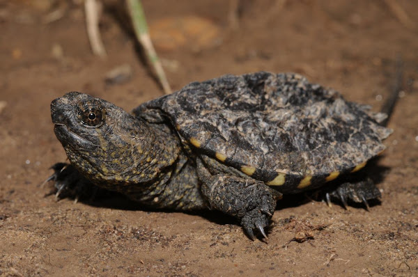 Common snapping turtle (juvenile) | Project Noah