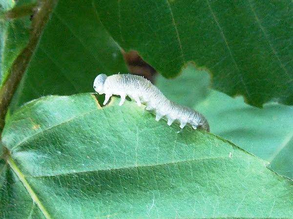 Forage Looper (Moth Larvae) | Project Noah