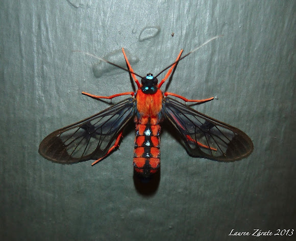 Scarlet-Bodied Wasp Moth | Project Noah