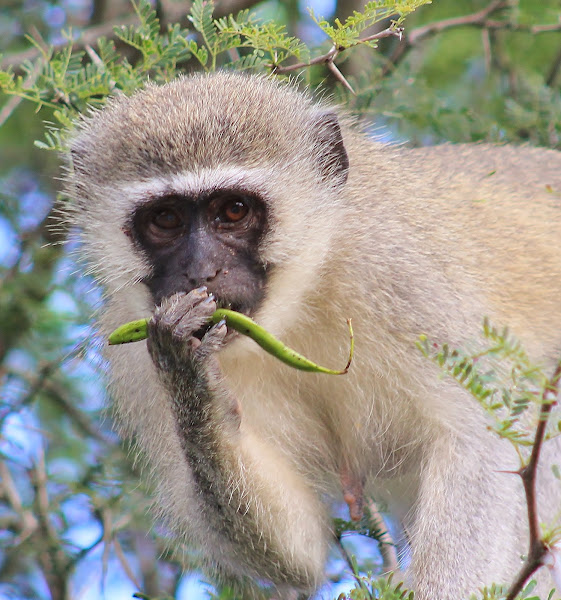 Vervet Monkey | Project Noah