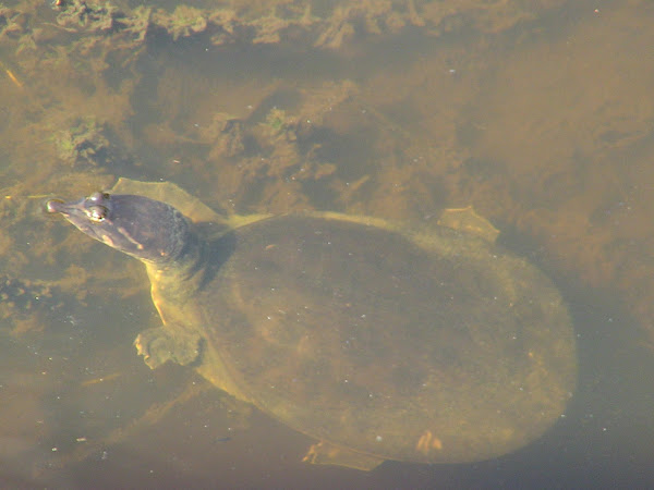 Florida Softshell Turtle | Project Noah