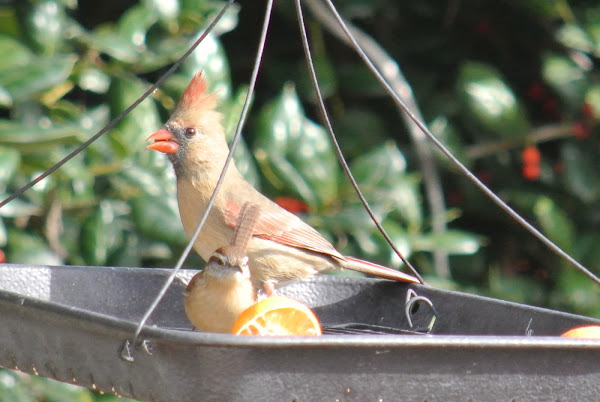Northern Cardinal | Project Noah